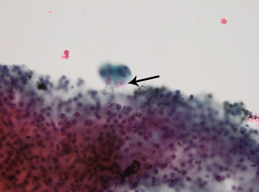 Virtual Pathology eLearning