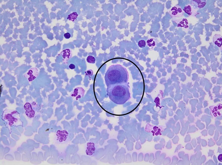 Virtual Pathology eLearning