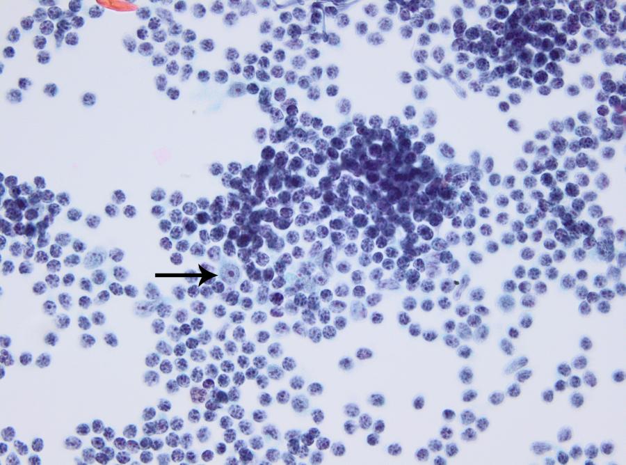 Virtual Pathology eLearning