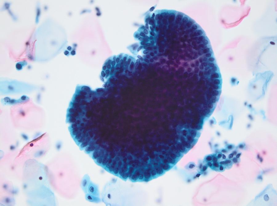 Virtual Pathology eLearning