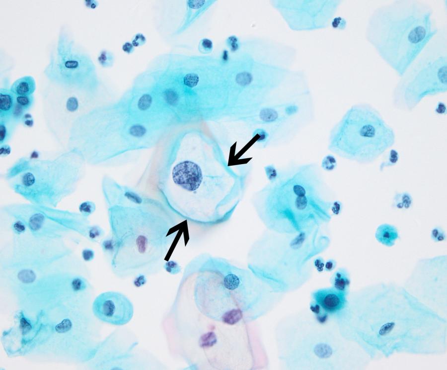 Virtual Pathology eLearning