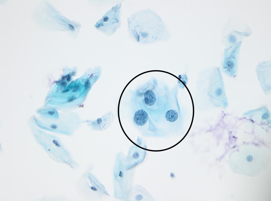 Virtual Pathology eLearning