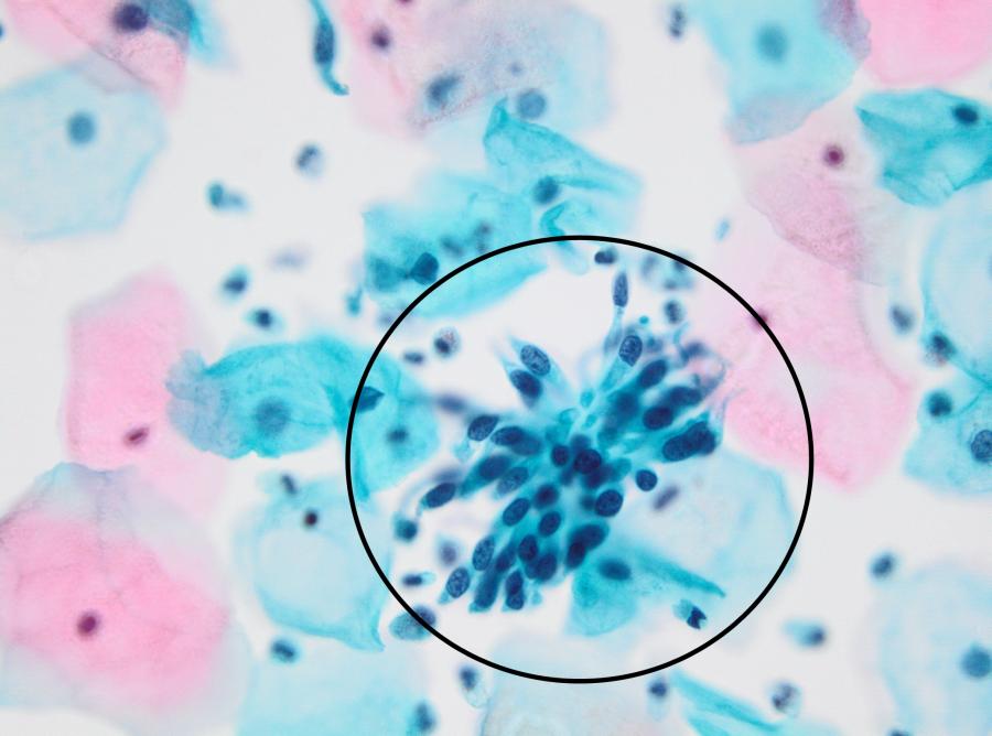 Virtual Pathology eLearning