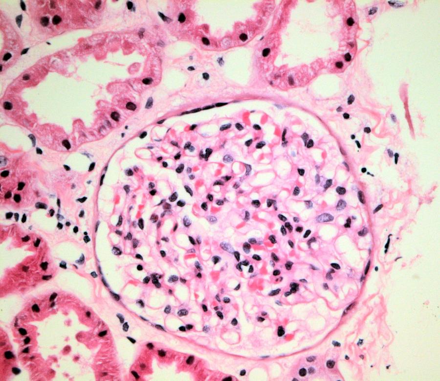 Virtual Pathology eLearning