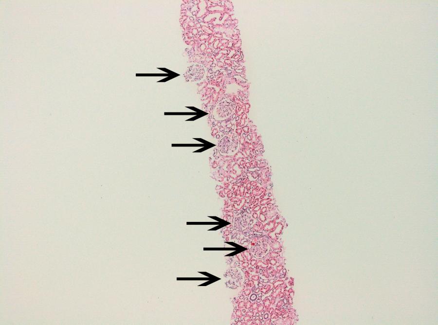 Virtual Pathology eLearning