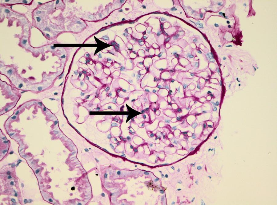 Virtual Pathology eLearning