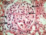 Virtual Pathology eLearning