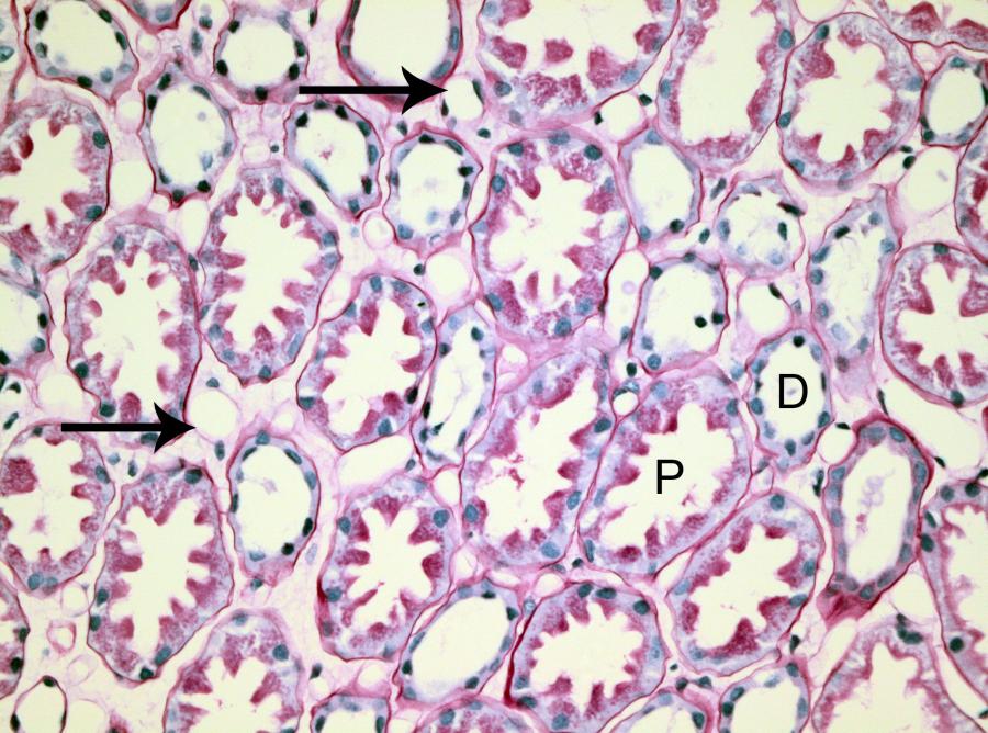 Virtual Pathology eLearning