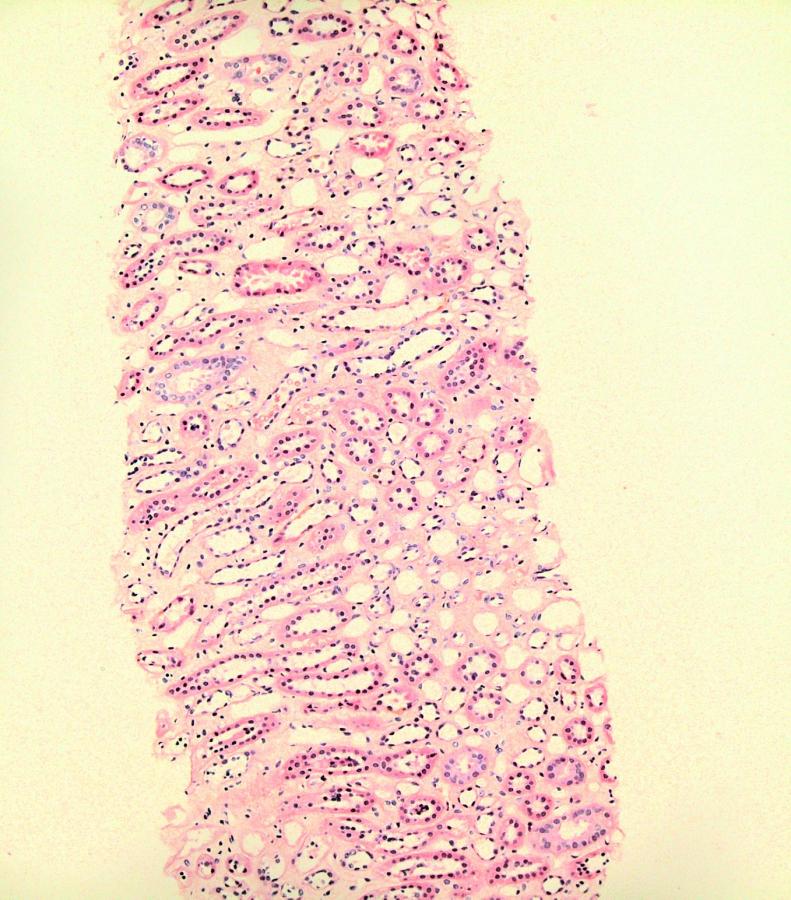 Virtual Pathology eLearning