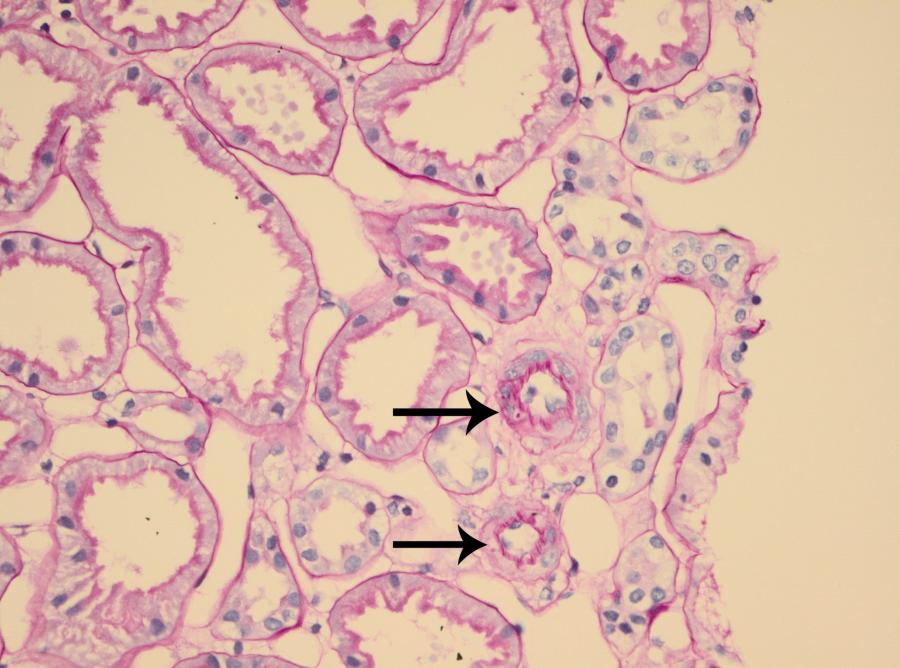 Virtual Pathology eLearning