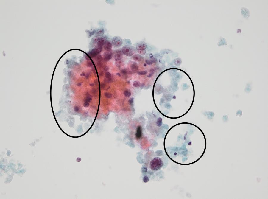 Virtual Pathology eLearning